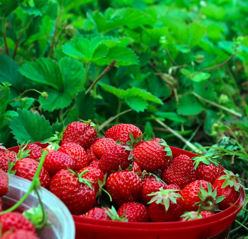 Glad midsommar! | Piteå Näringsfastigheter
